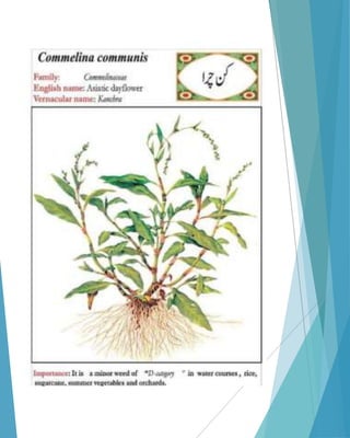 Weeds identification By Mr Allah Dad Khan Agriculture Expert Khyber ...