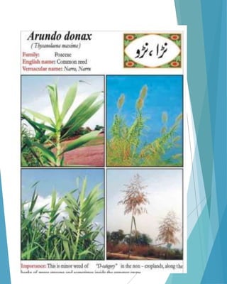 Weeds identification By Mr Allah Dad Khan Agriculture Expert Khyber ...