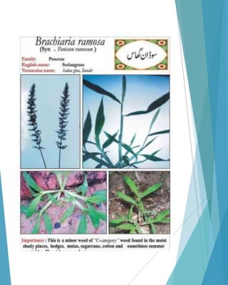 Weeds identification By Mr Allah Dad Khan Agriculture Expert Khyber ...