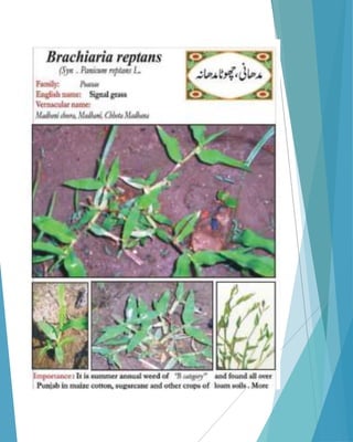 Weeds identification By Mr Allah Dad Khan Agriculture Expert Khyber ...