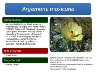 Weeds in the Crops and their used and benefits | PPTX