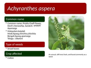 Weeds in the Crops and their used and benefits | PPTX