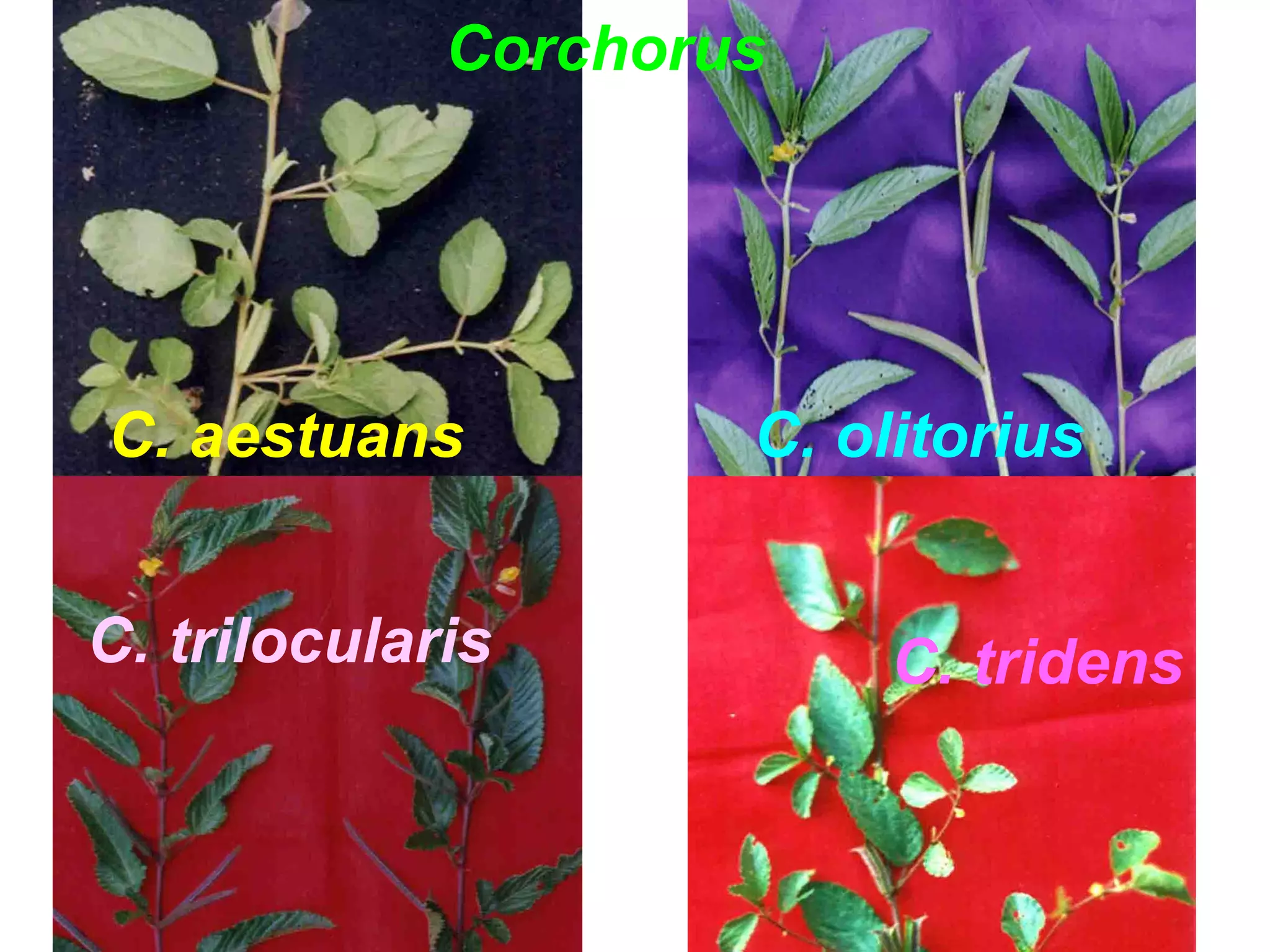 Weeds in india | PPT