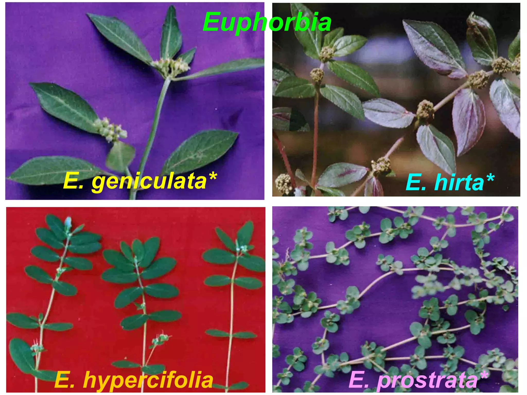 Weeds in india | PPT