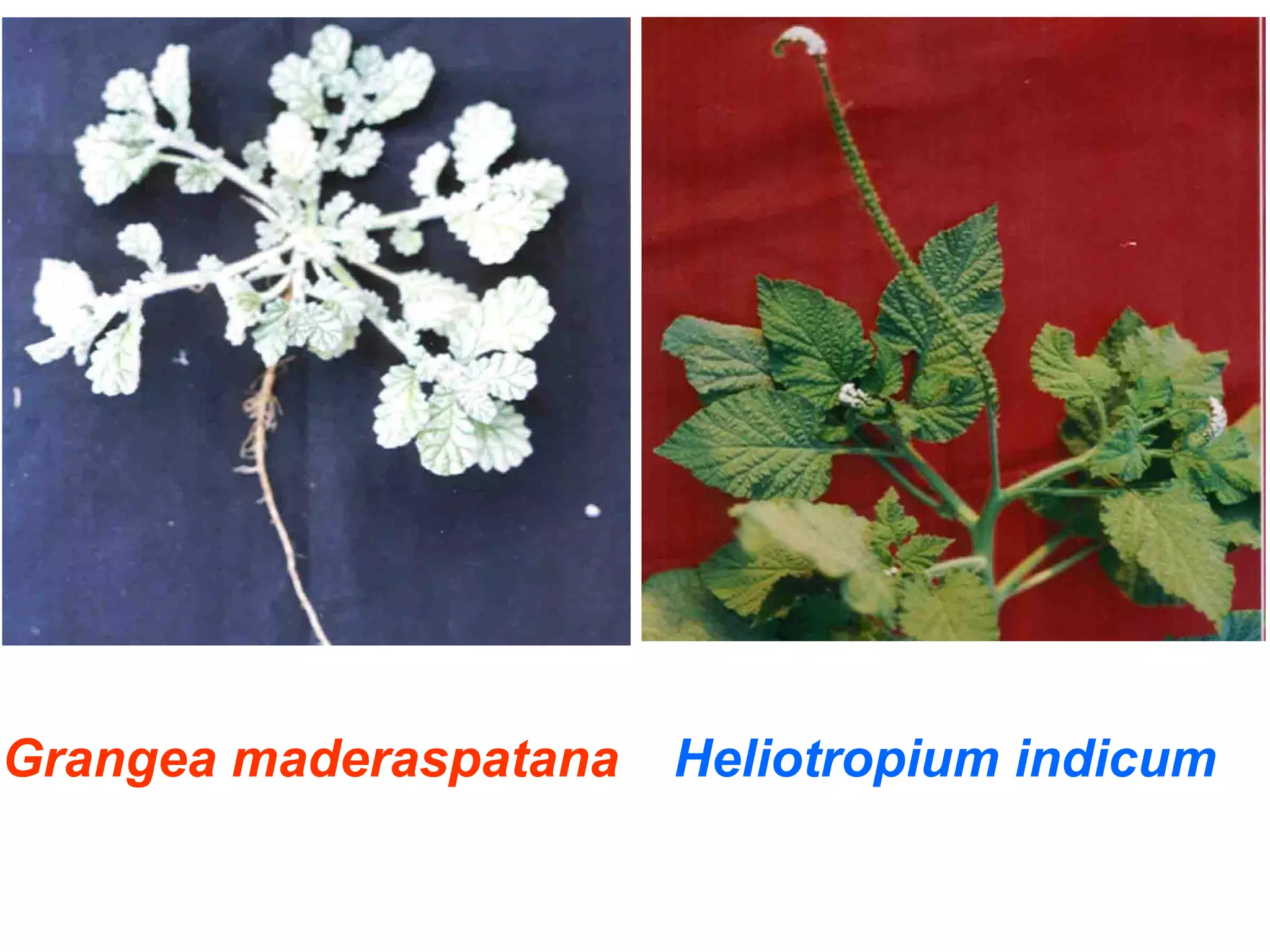 Weeds in india | PPT