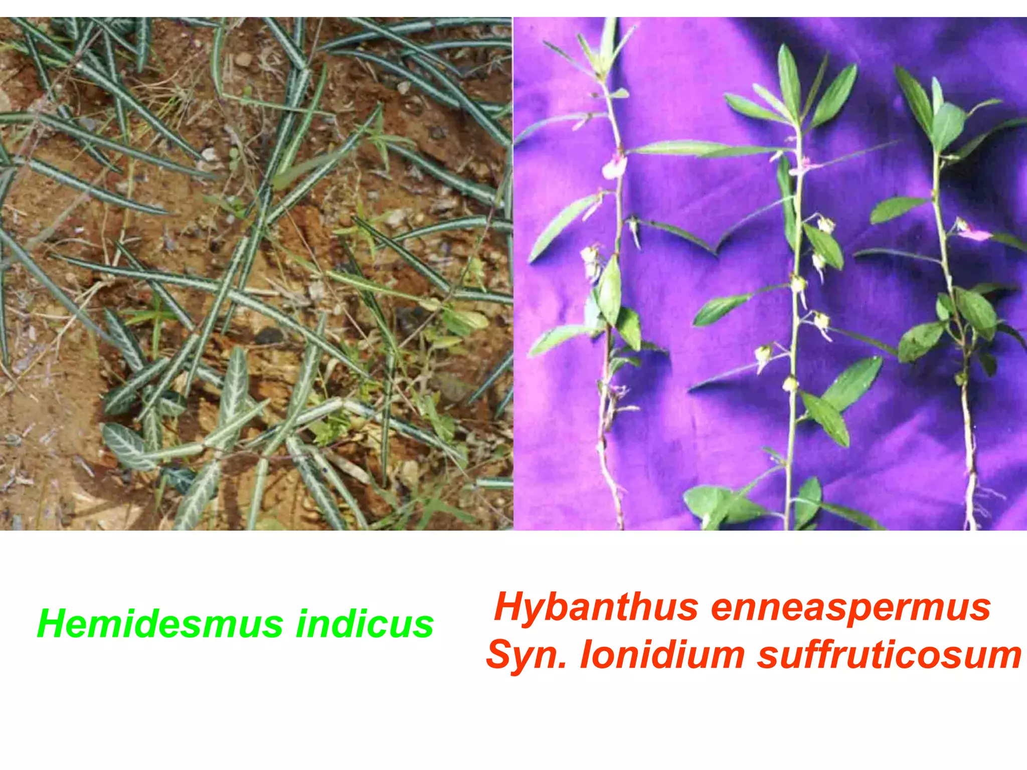 Weeds in india | PPT