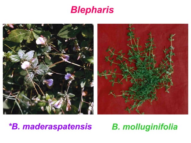 Weeds in india | PPT