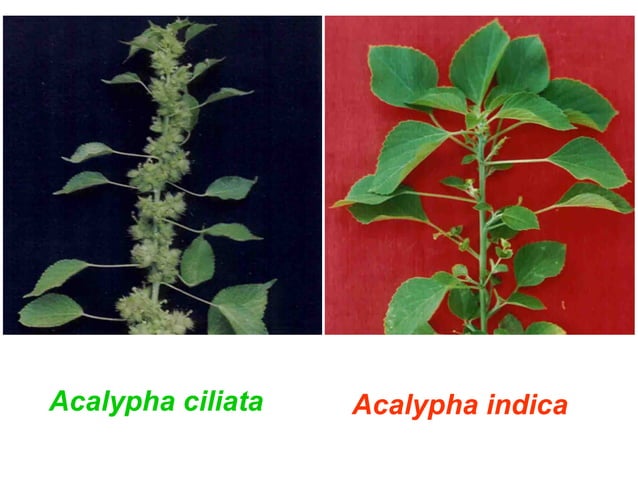Weeds in india | PPT