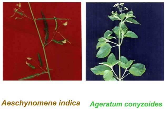 Weeds in india | PPT
