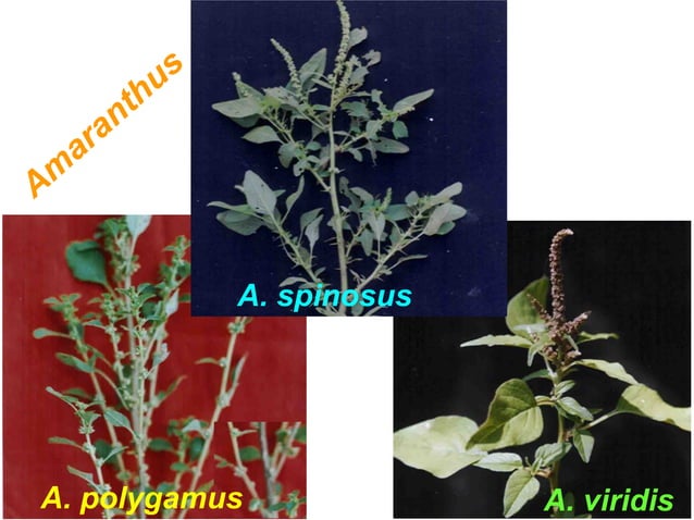 Weeds in india | PPT