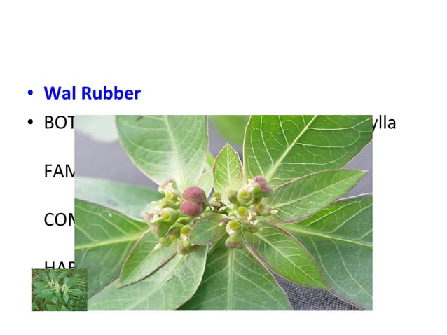 Weeds in sri lankaa | PPT