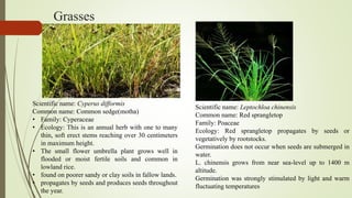 weeds of rice July 19.pptx