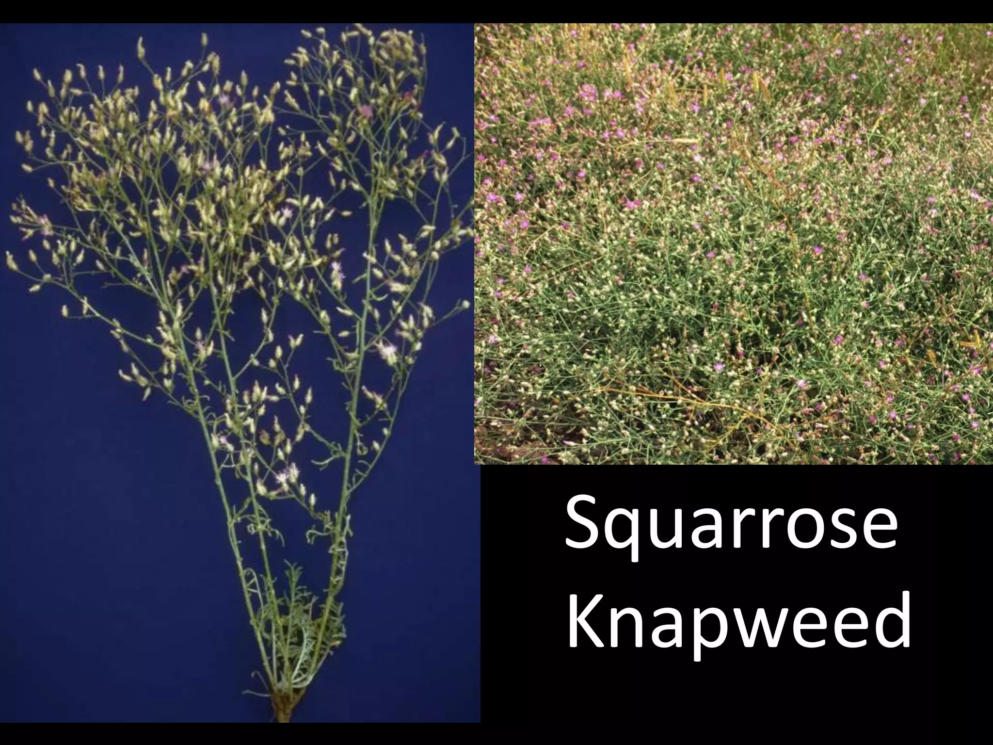 Weeds of utah | PPTX