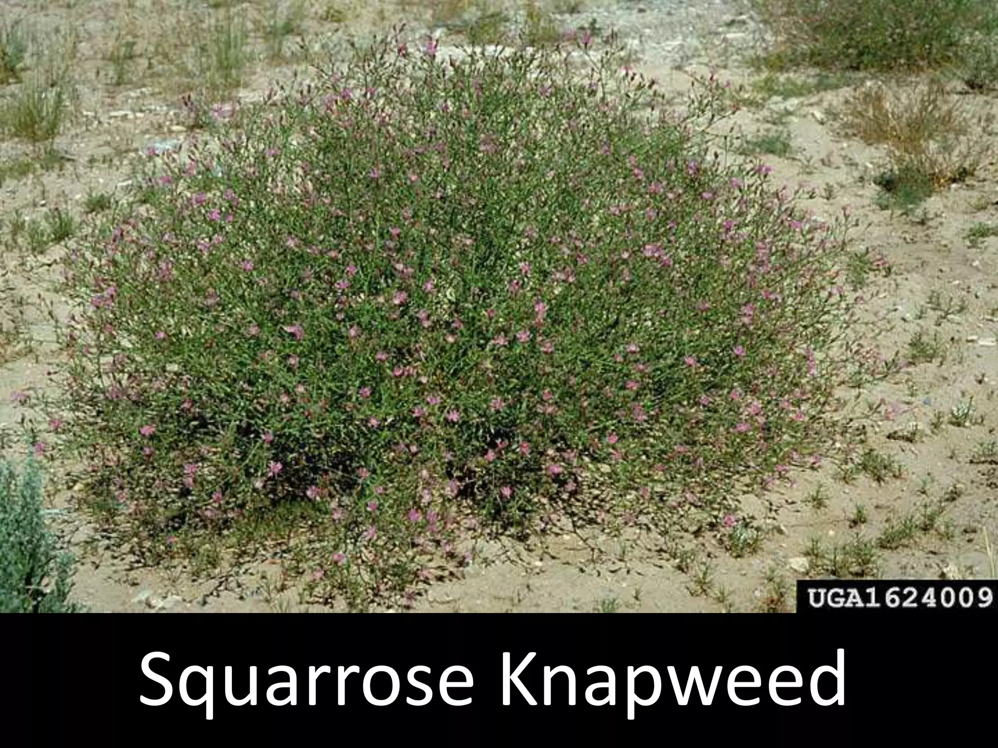 Weeds of utah | PPTX