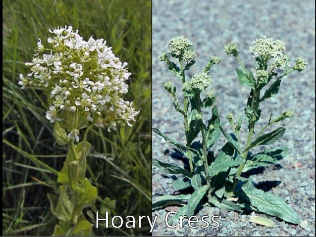Weeds Of Utah