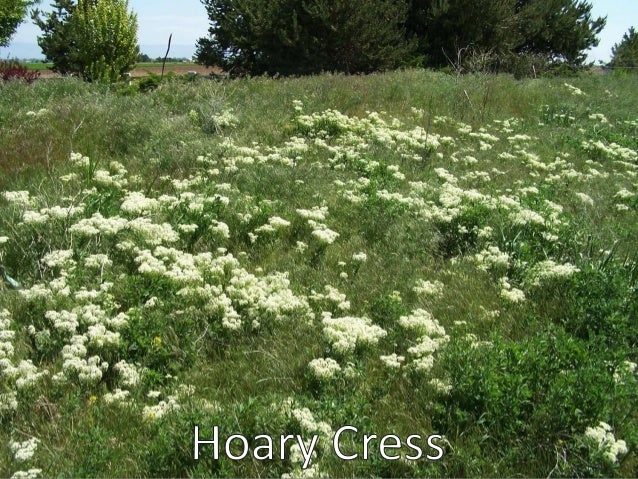 Weeds Of Utah