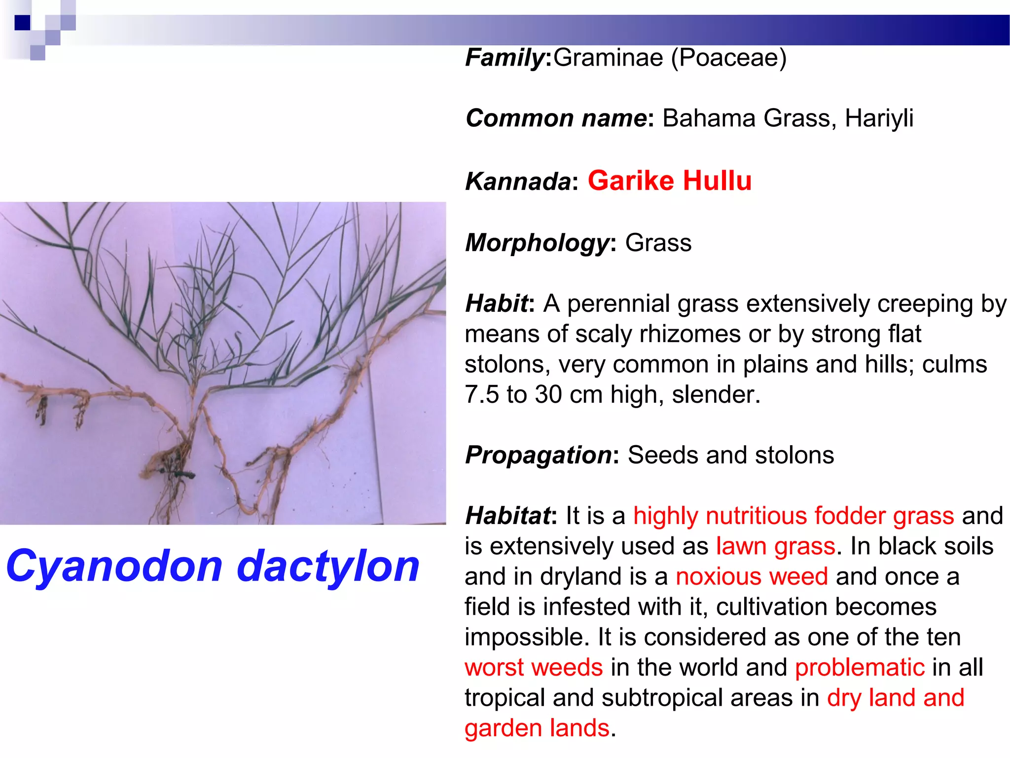 Weeds IDENTIFICATION photos | PPT
