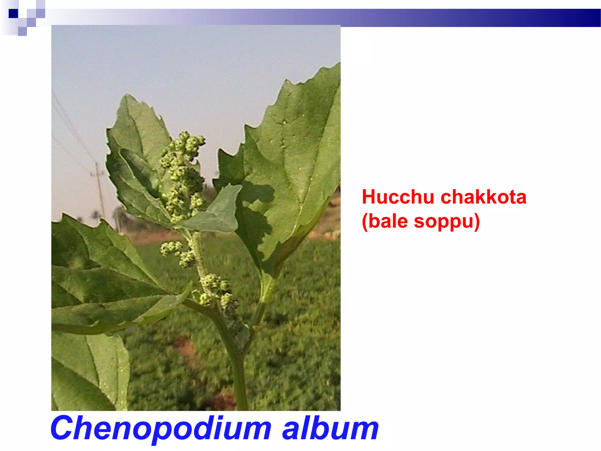 Weeds IDENTIFICATION photos | PPT