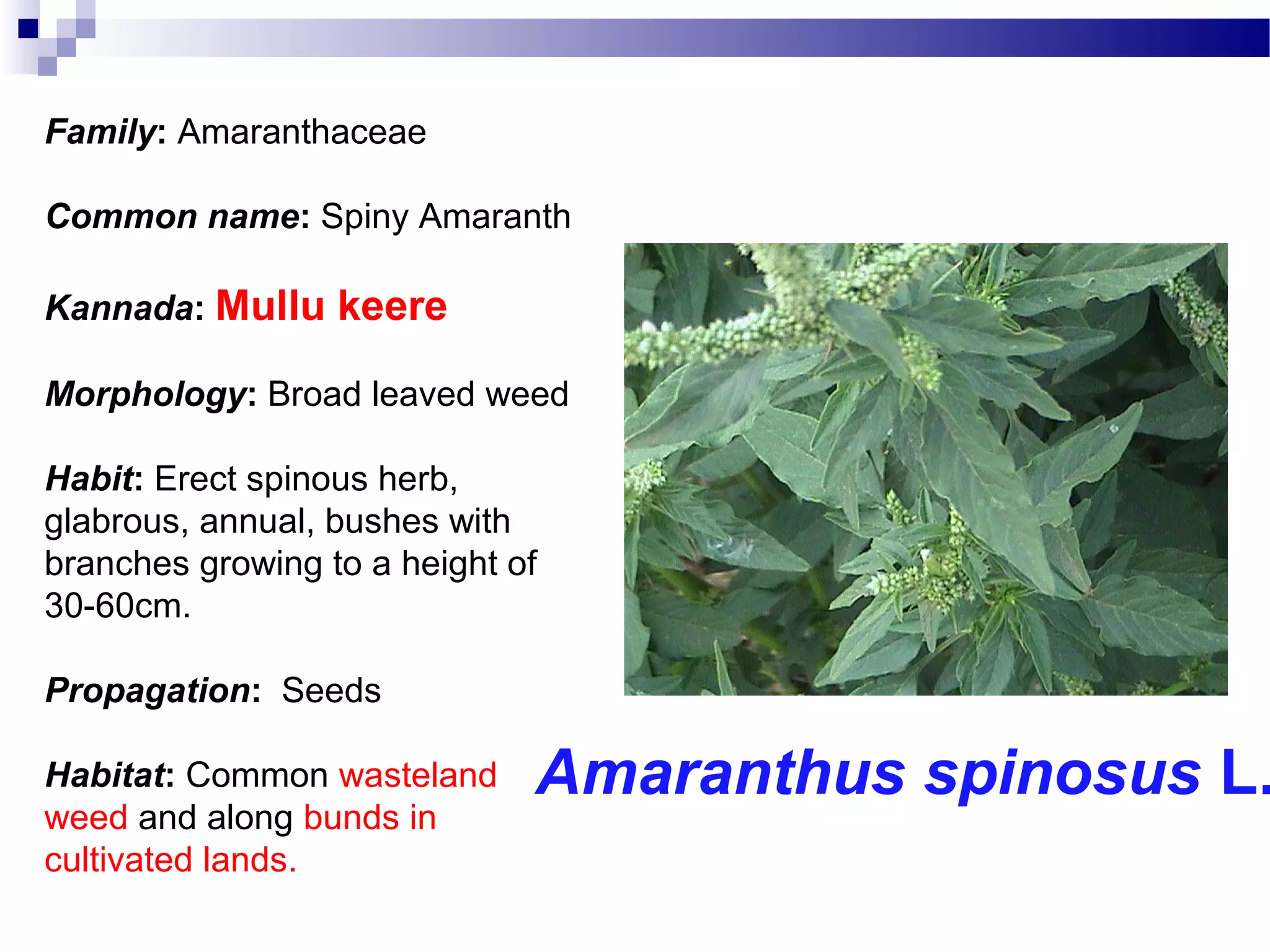 Weeds IDENTIFICATION photos | PPT