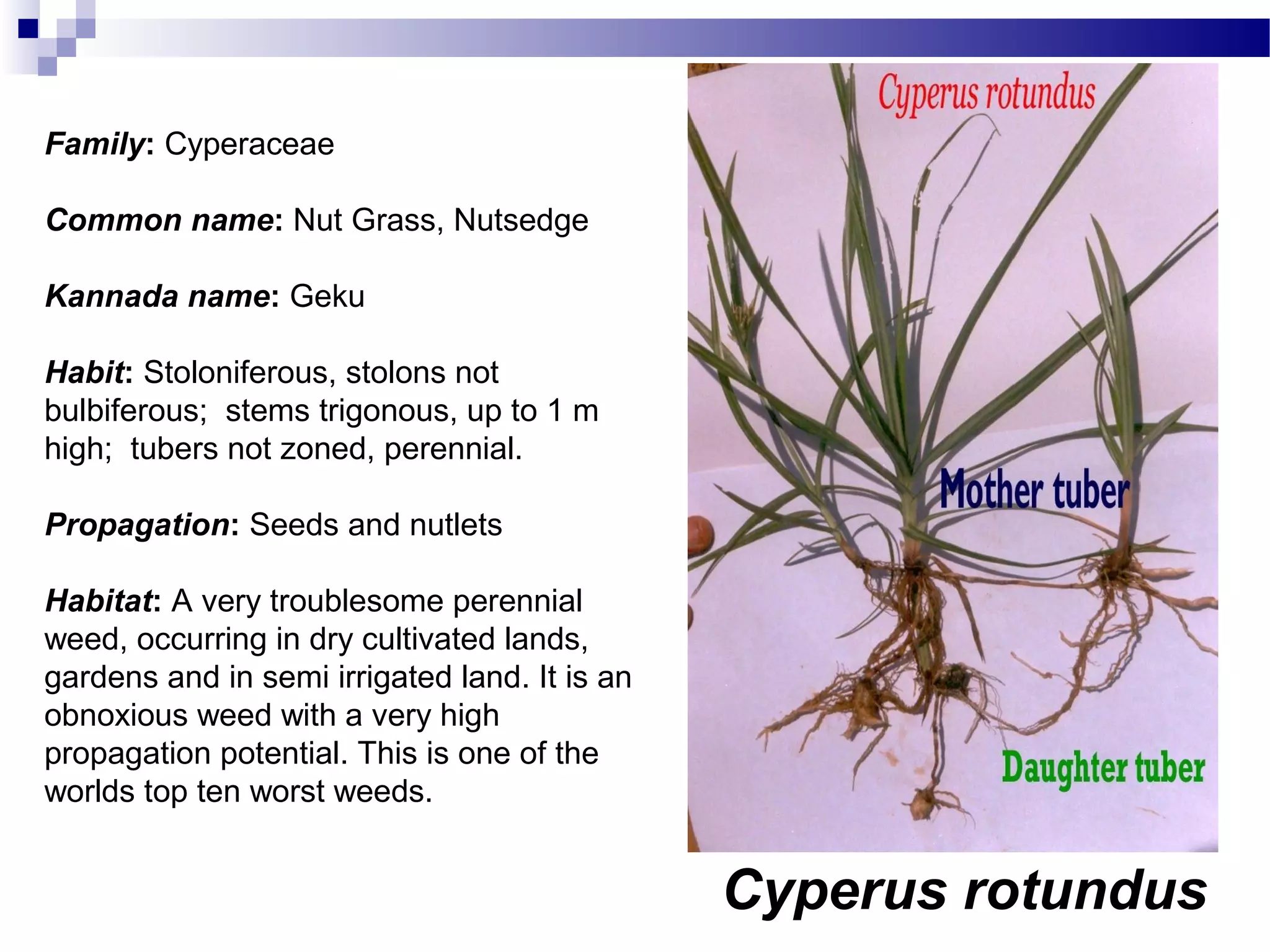 Weeds IDENTIFICATION photos | PPT
