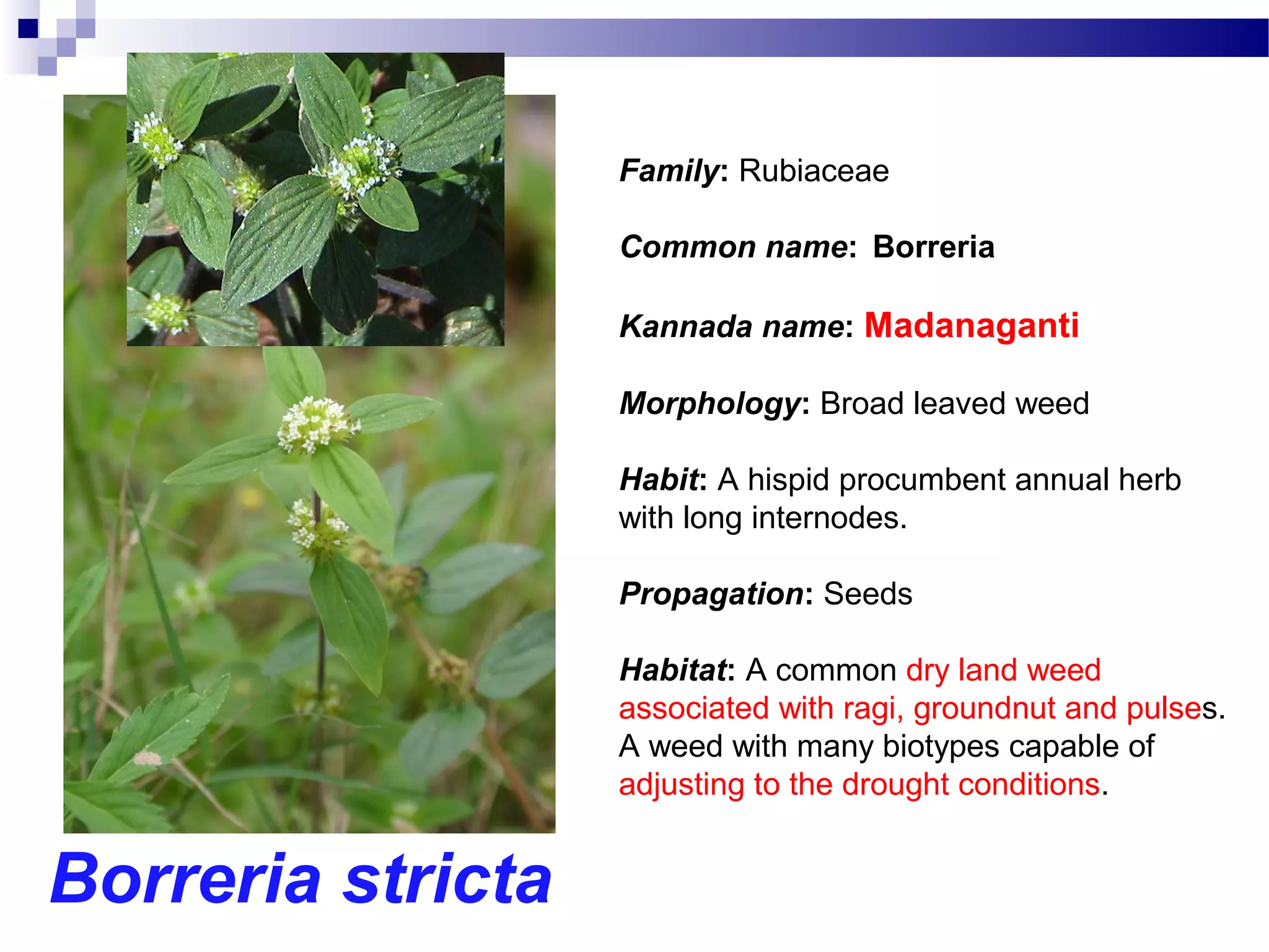 Weeds IDENTIFICATION photos | PPT