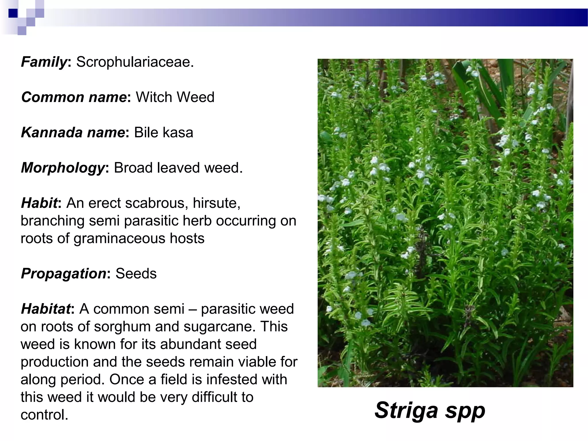 Weeds IDENTIFICATION photos | PPT