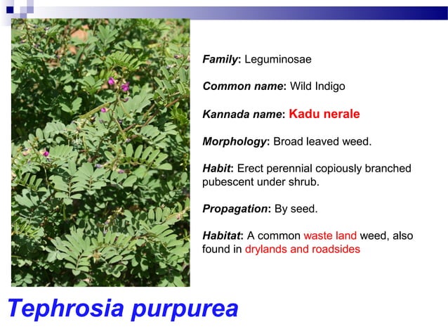 Weeds IDENTIFICATION photos | PPT