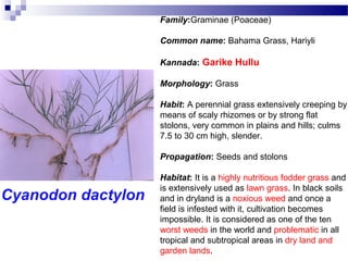 Weeds IDENTIFICATION photos | PPT