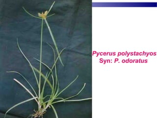 Weeds IDENTIFICATION photos | PPT