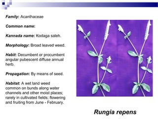 Weeds IDENTIFICATION photos | PPT