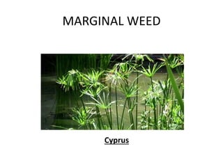 WEEDS & PLANKTONS AND ITS CONTROL | PPTX