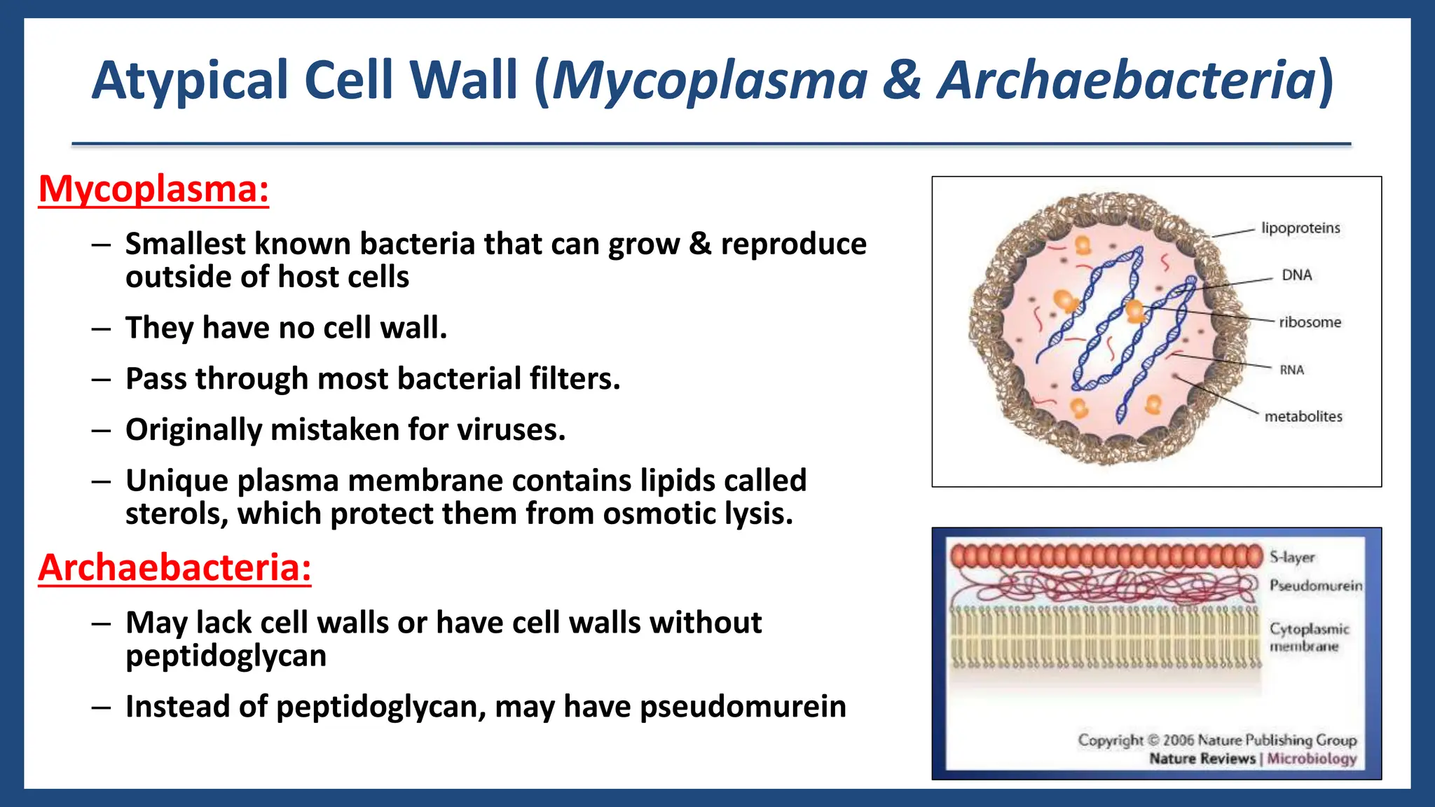 Functional anatomy of prokaryotic and eukaryotic cells | PPTX