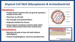 Functional anatomy of prokaryotic and eukaryotic cells | PPTX