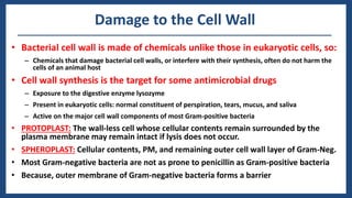 Functional anatomy of prokaryotic and eukaryotic cells | PPT