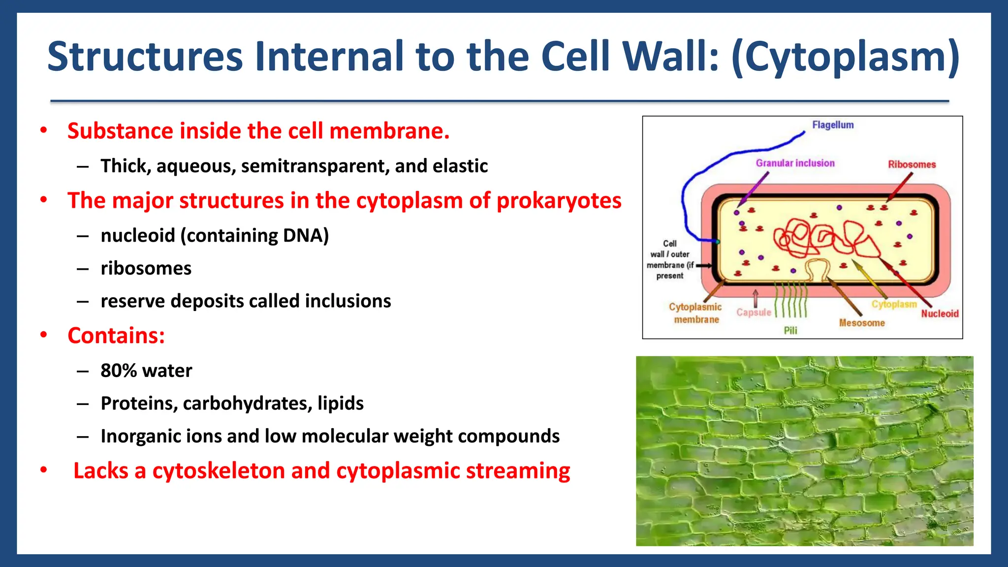 Anatomy of prokaryotic cells and eukaryotic cells with differences | PPT