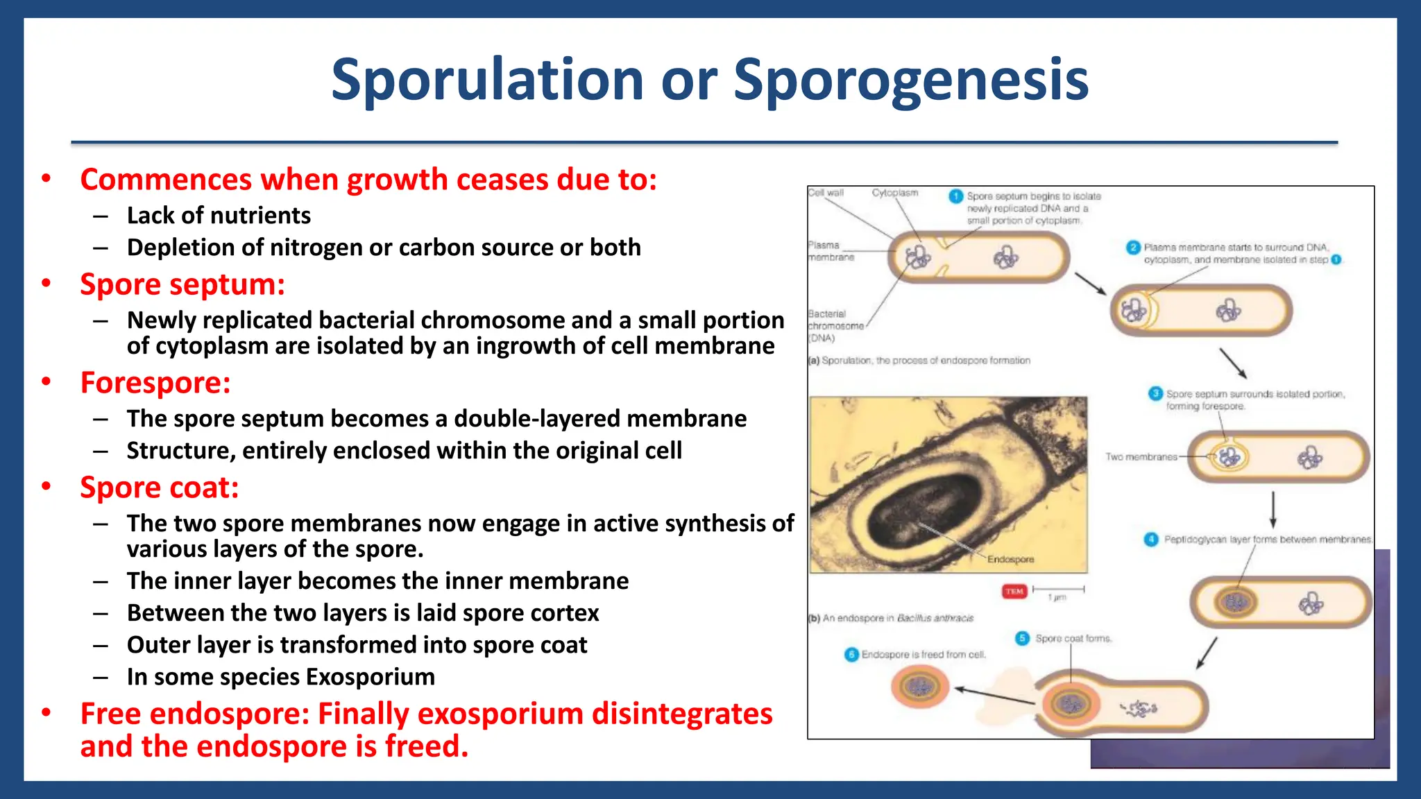 Anatomy of prokaryotic cells and eukaryotic cells with differences | PPT