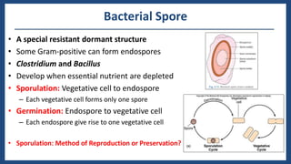 Anatomy of prokaryotic cells and eukaryotic cells with differences | PDF