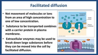 Anatomy of prokaryotic cells and eukaryotic cells with differences | PPT