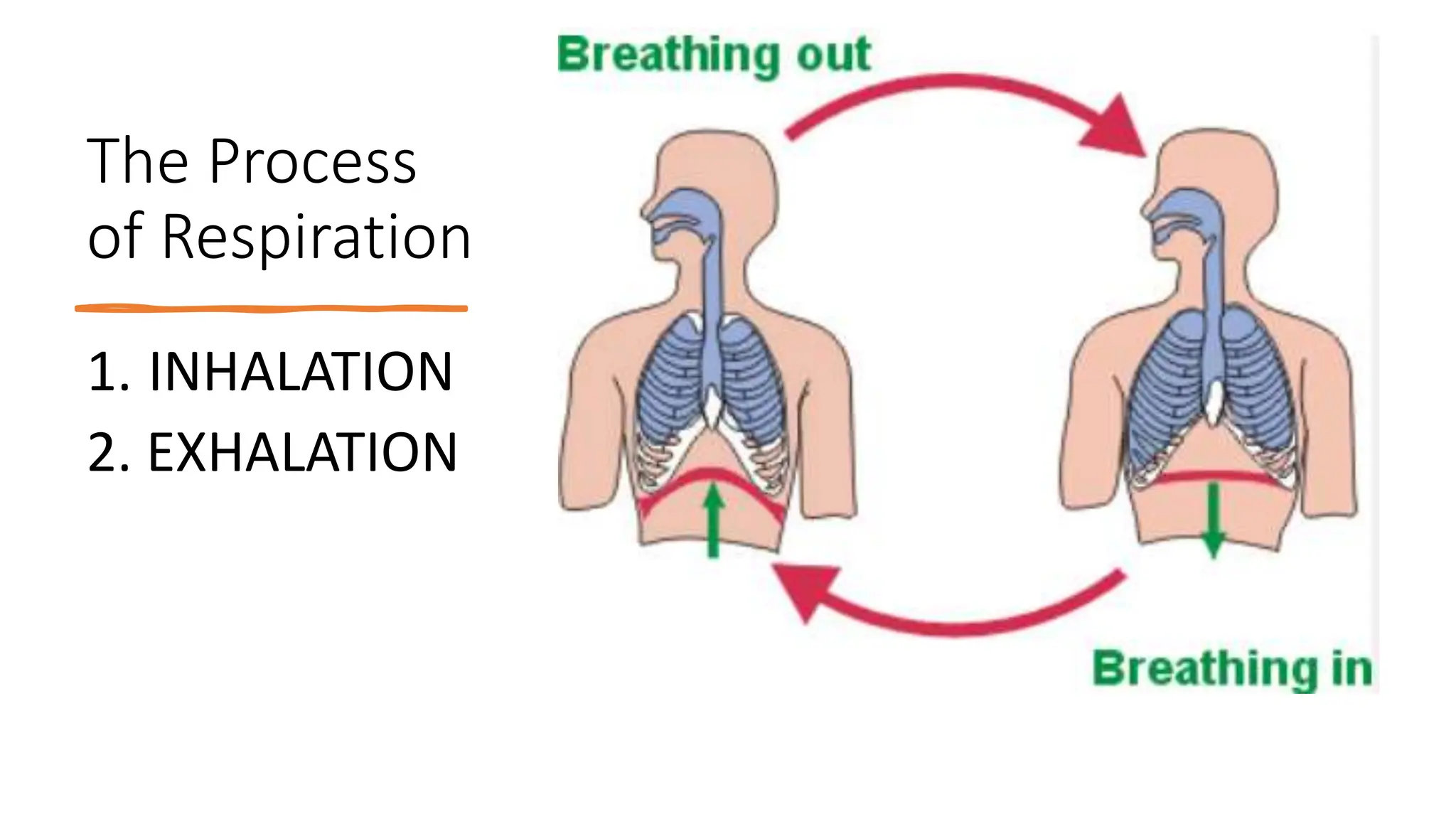 Respiratory System grade-9 Science-Quarter 1-week 1 | PPTX