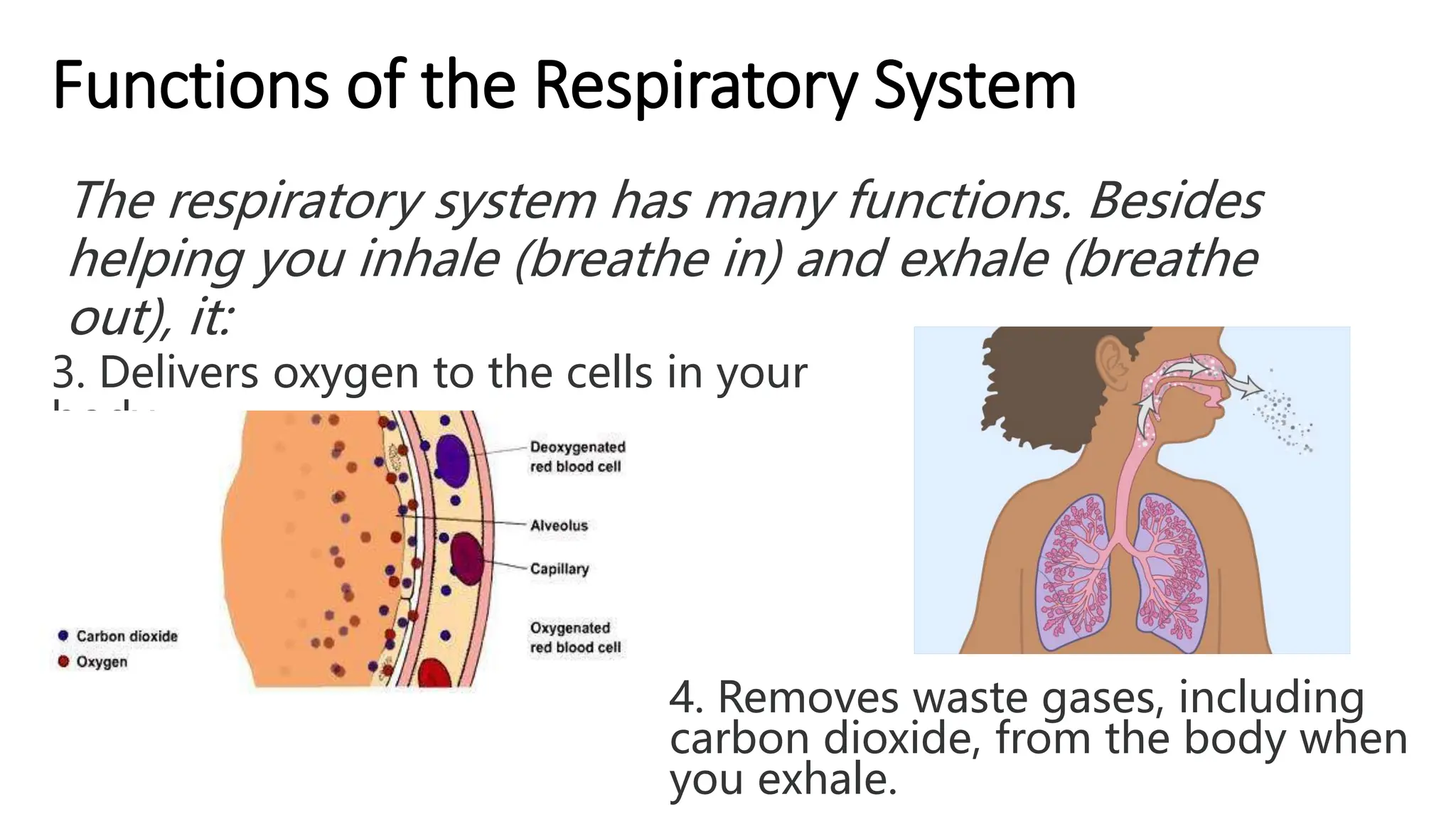Respiratory System grade-9 Science-Quarter 1-week 1 | PPTX
