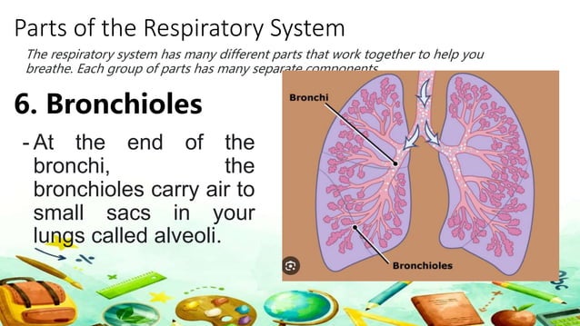 Respiratory System grade-9 Science-Quarter 1-week 1 | PPTX | Lung and Respiratory Health ...