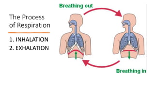 Respiratory System grade-9 Science-Quarter 1-week 1 | PPTX