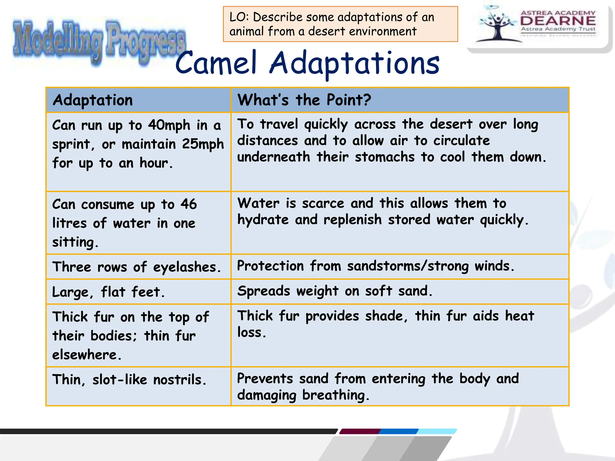 Week-2-Lesson-3-Camel-adaptations.ppt goALS | PPTX