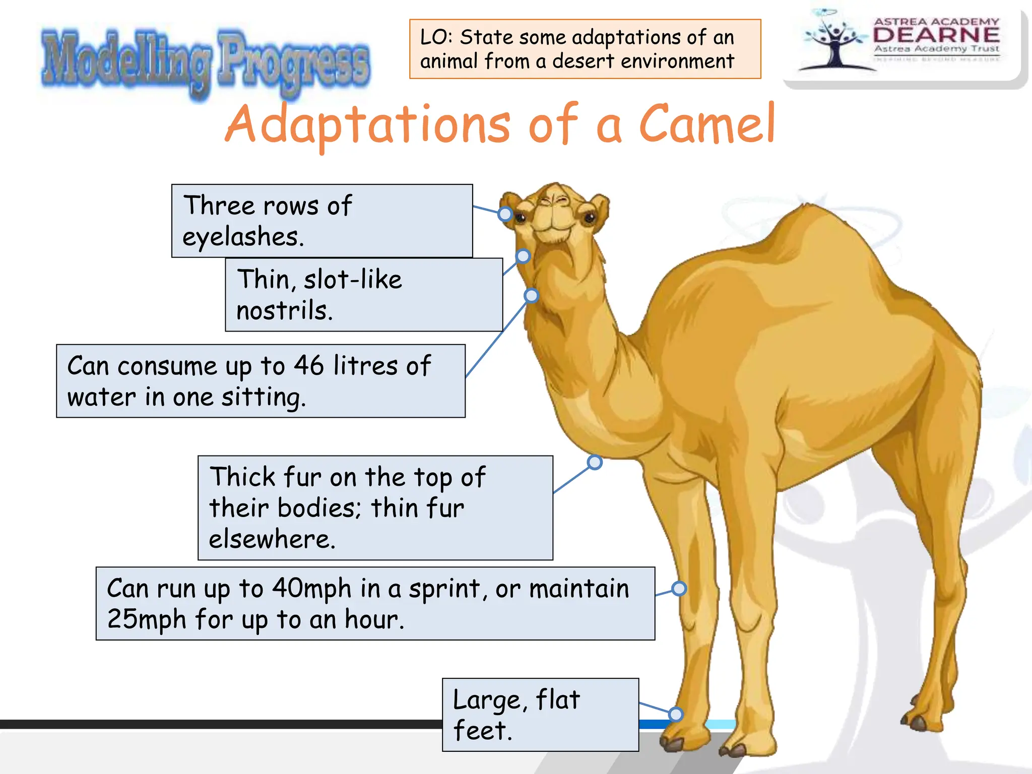 Week-2-Lesson-3-Camel-adaptations.ppt goALS | PPTX