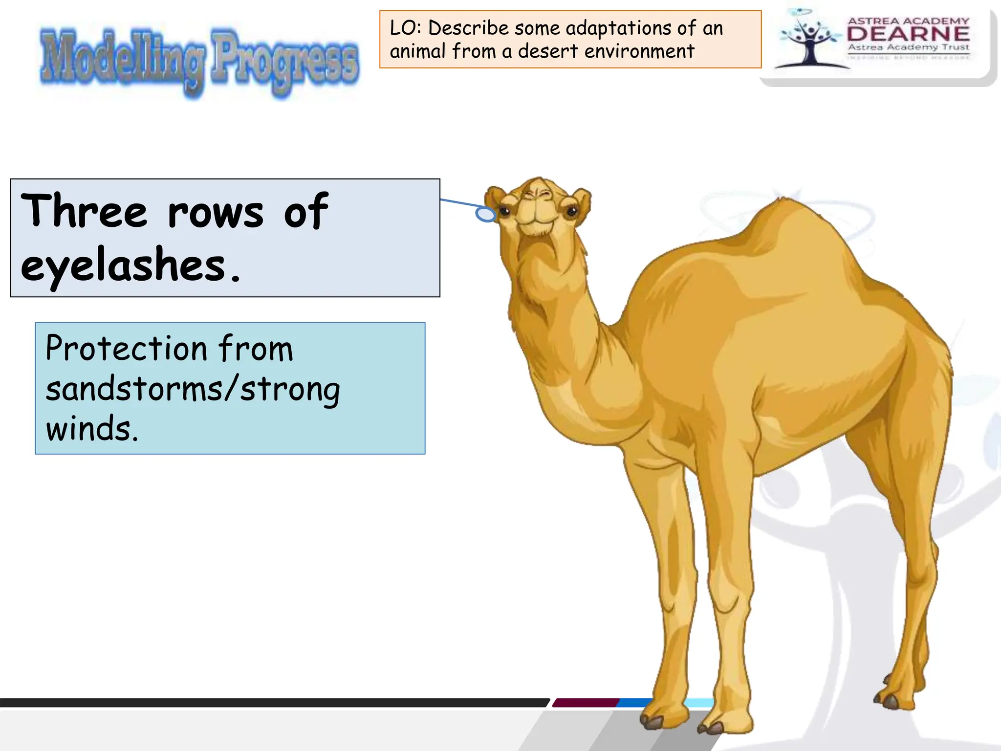 Week-2-Lesson-3-Camel-adaptations.ppt goALS | PPTX