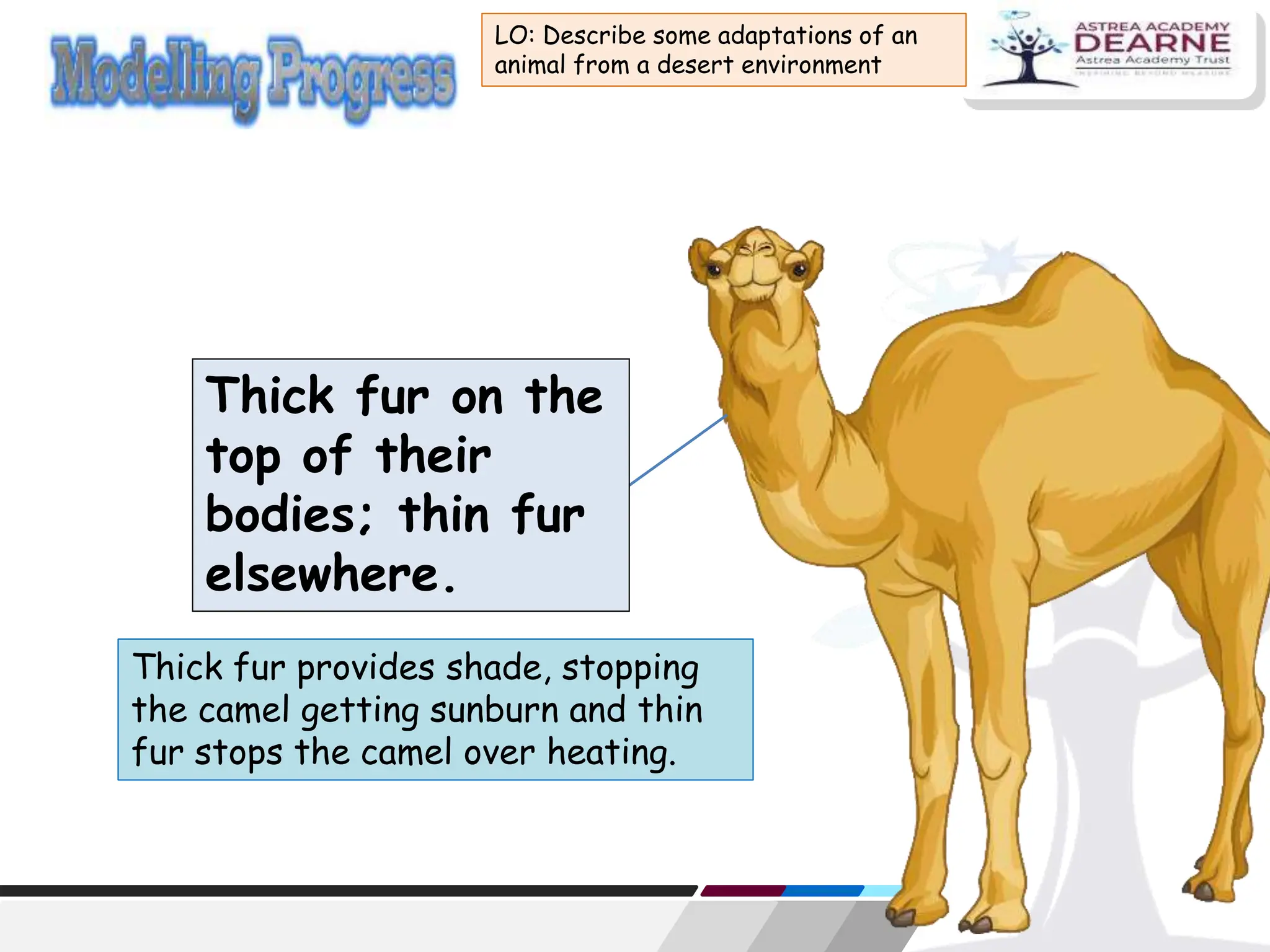 Week-2-Lesson-3-Camel-adaptations.ppt goALS | PPTX