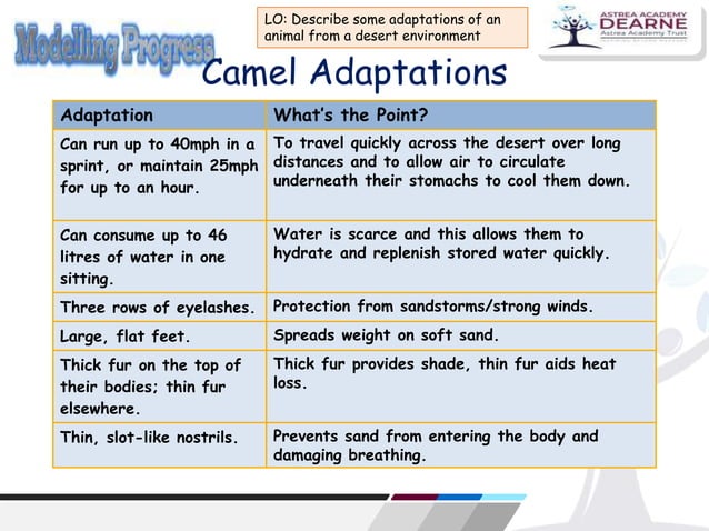 Week-2-Lesson-3-Camel-adaptations.ppt goALS | PPTX | Geography | Science