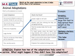 Week-2-Lesson-3-Camel-adaptations.ppt goALS | PPTX | Geography | Science