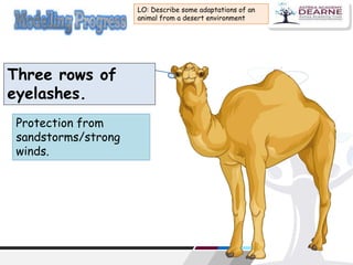 Week-2-Lesson-3-Camel-adaptations.ppt goALS | PPTX | Geography | Science
