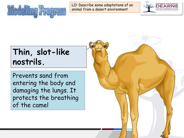 Week-2-Lesson-3-Camel-adaptations.ppt goALS | PPTX | Geography | Science